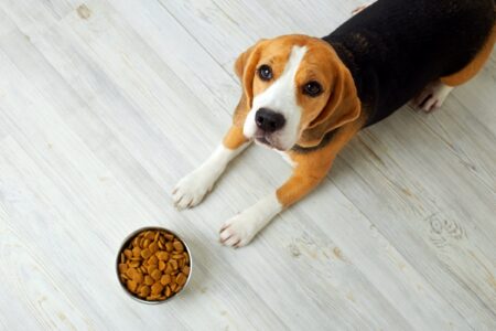 How Much to Feed a Beagle (Feeding Chart & Guide)