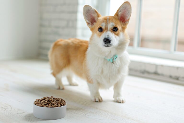How Much to Feed a Corgi (Feeding Chart & Guide)