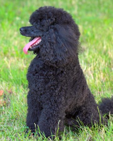 35 Poodle Colors & Markings Explained! - Happy Dog Breeds