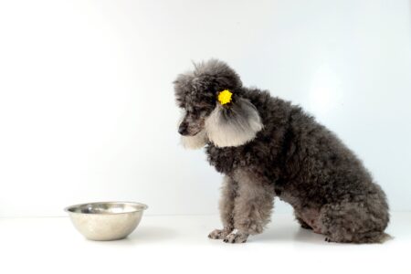 How Much to Feed a Poodle (Feeding Chart & Guide)