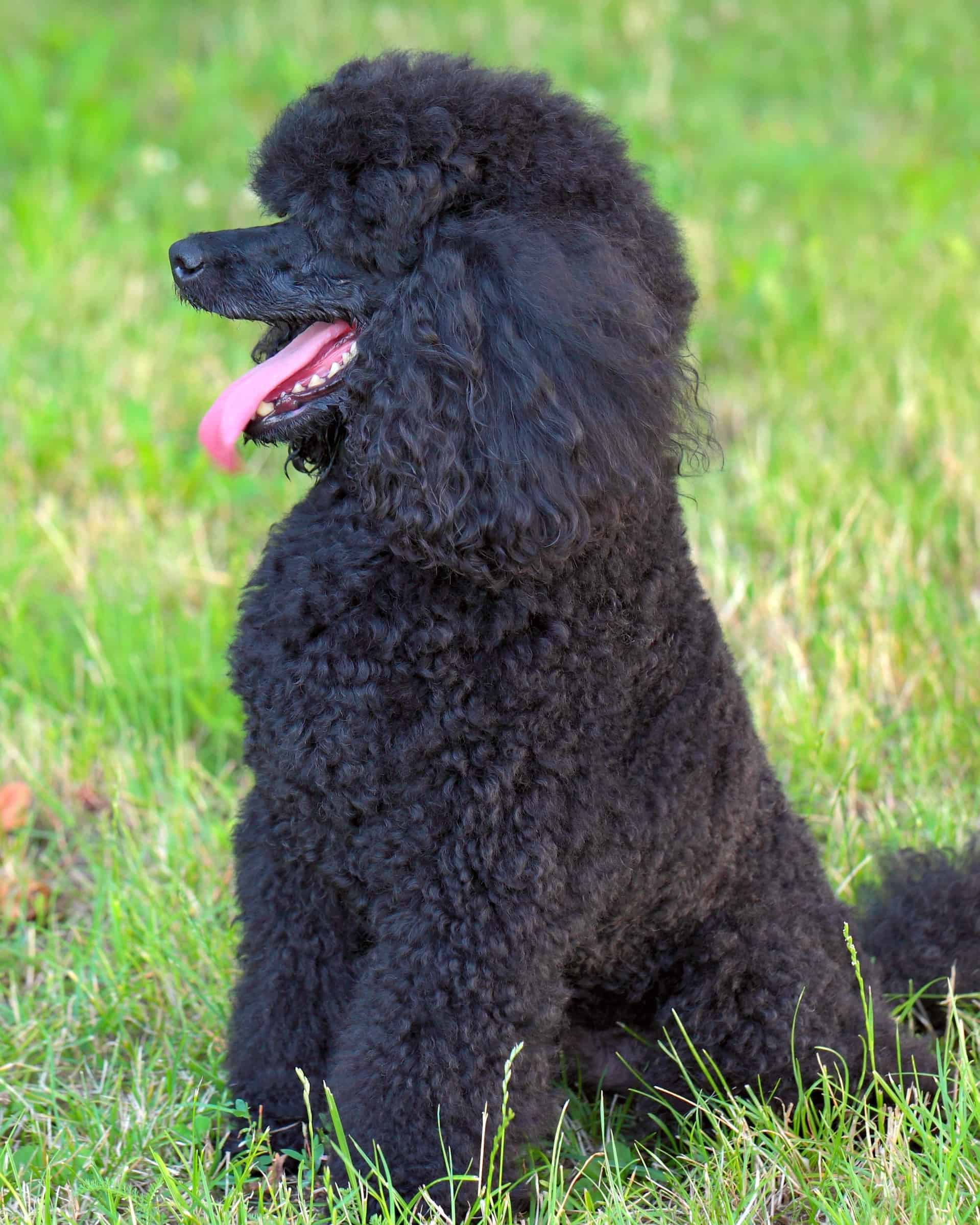 35 Poodle Colors & Markings Explained! - Happy Dog Breeds