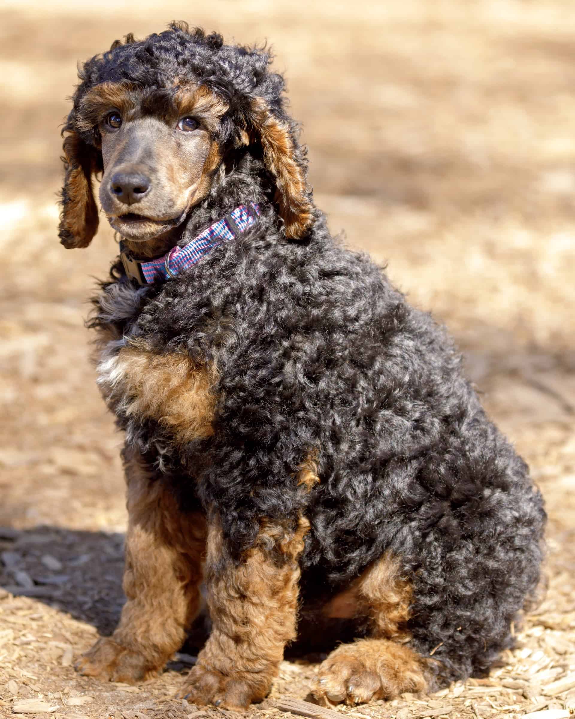 35 Poodle Colors & Markings Explained! - Happy Dog Breeds