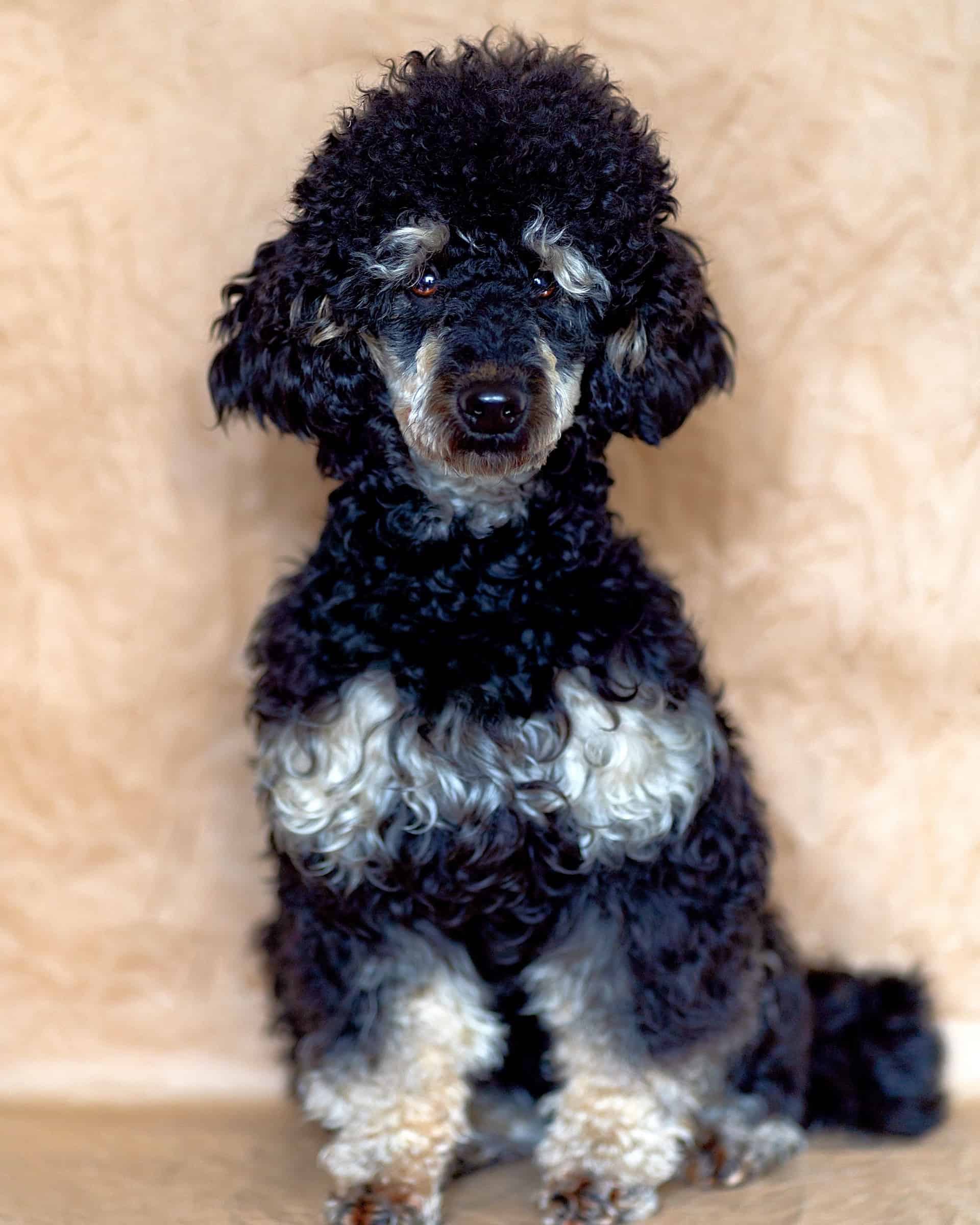 35 Poodle Colors & Markings Explained! - Happy Dog Breeds