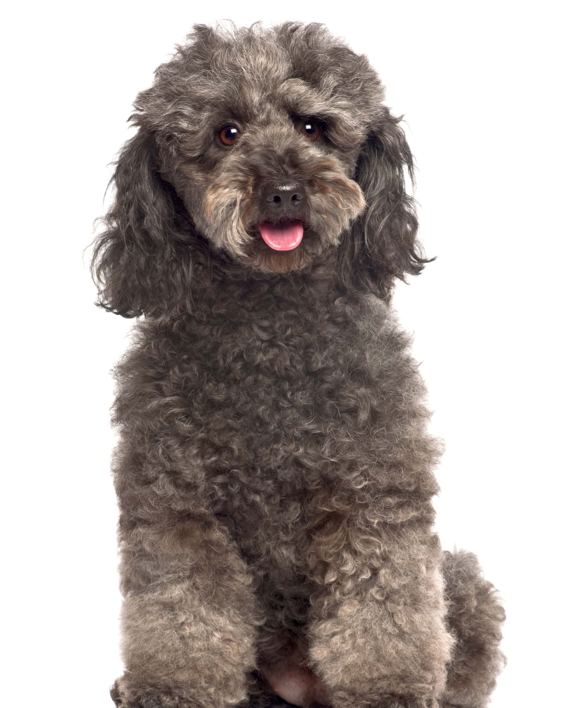 35 Poodle Colors & Markings Explained! - Happy Dog Breeds