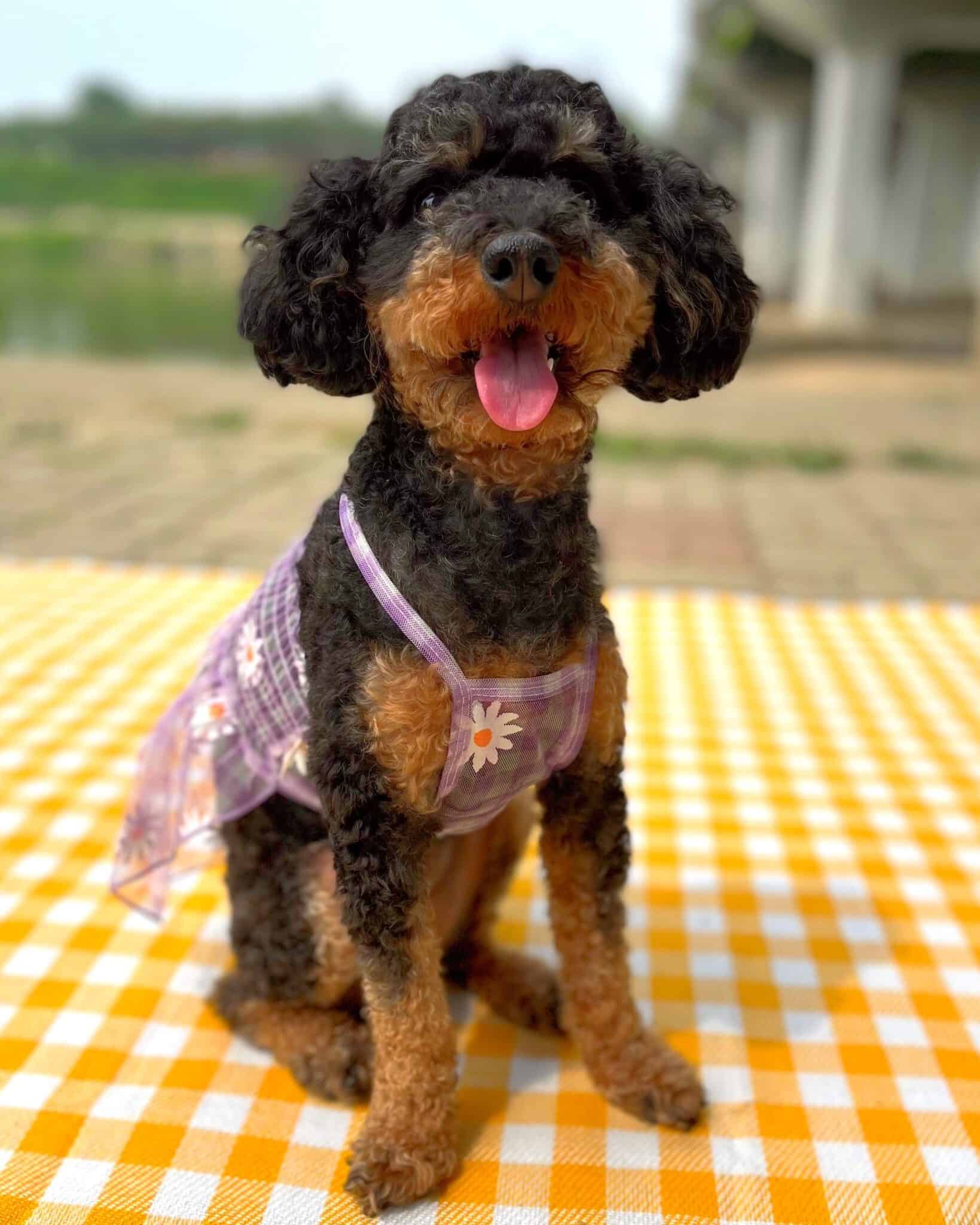 35 Poodle Colors & Markings Explained! - Happy Dog Breeds