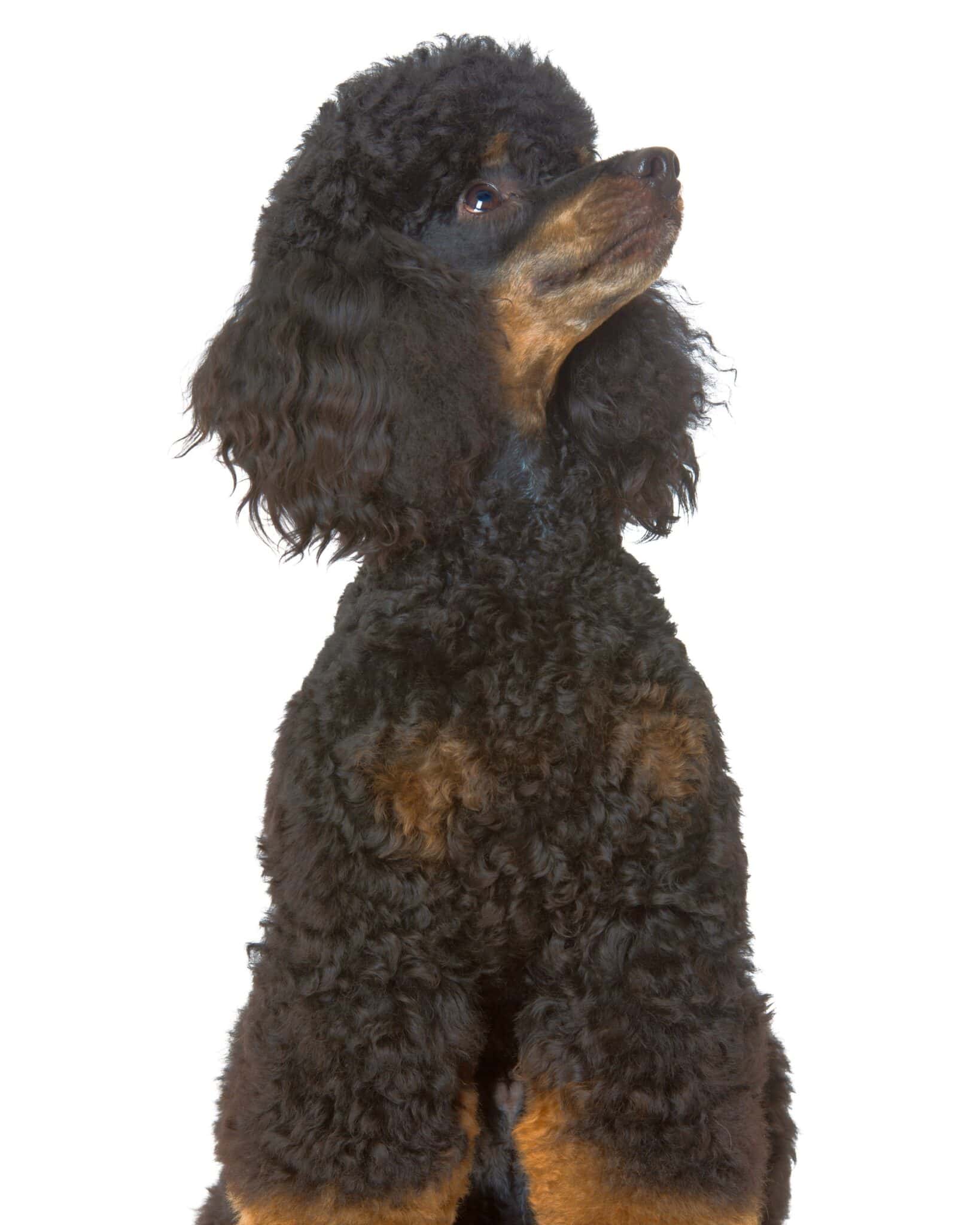 35 Poodle Colors & Markings Explained! - Happy Dog Breeds