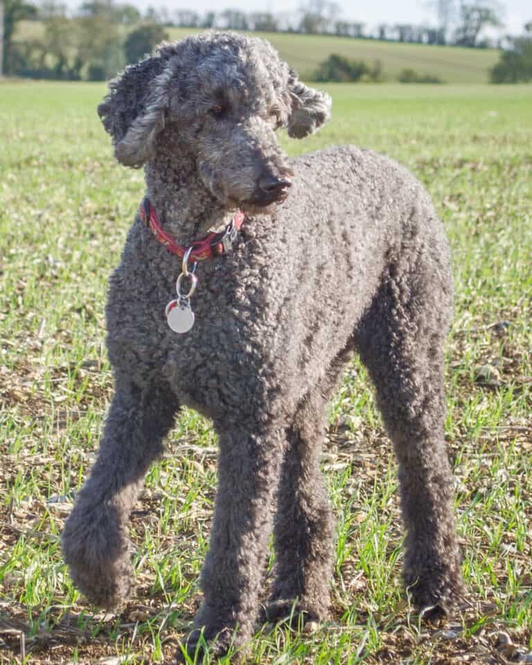 35 Poodle Colors & Markings Explained! - Happy Dog Breeds