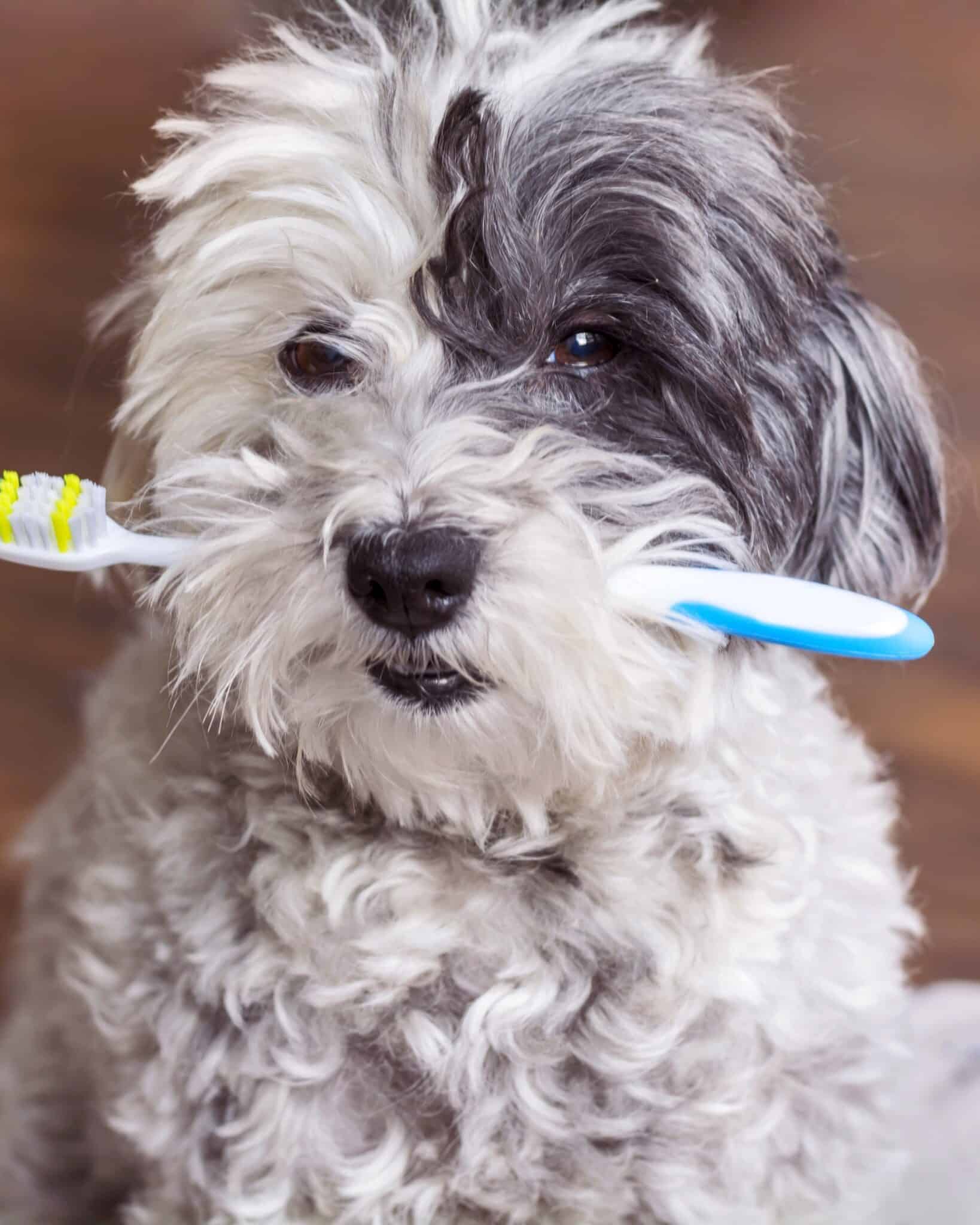 35 Poodle Colors & Markings Explained! - Happy Dog Breeds