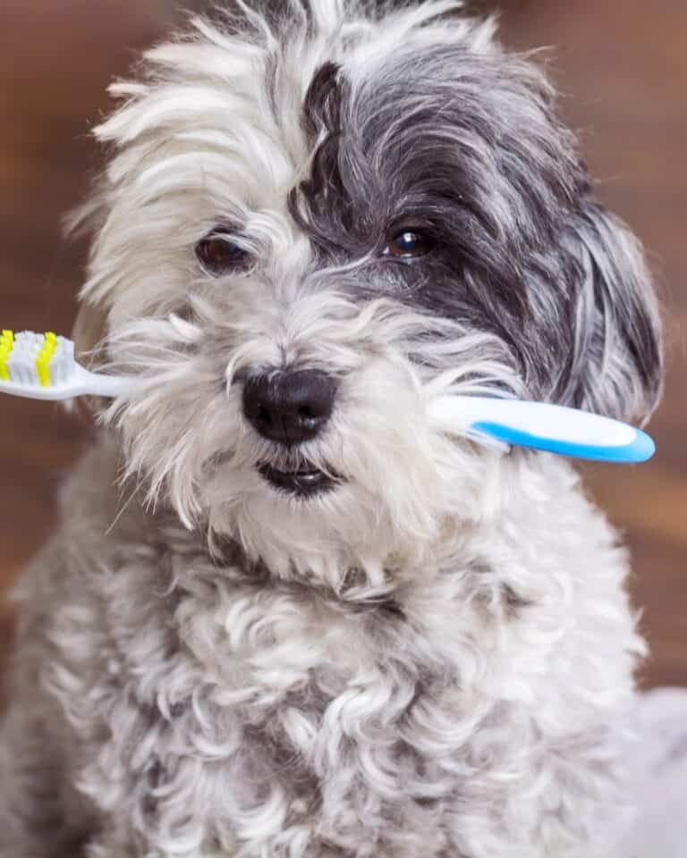 35 Poodle Colors & Markings Explained! - Happy Dog Breeds