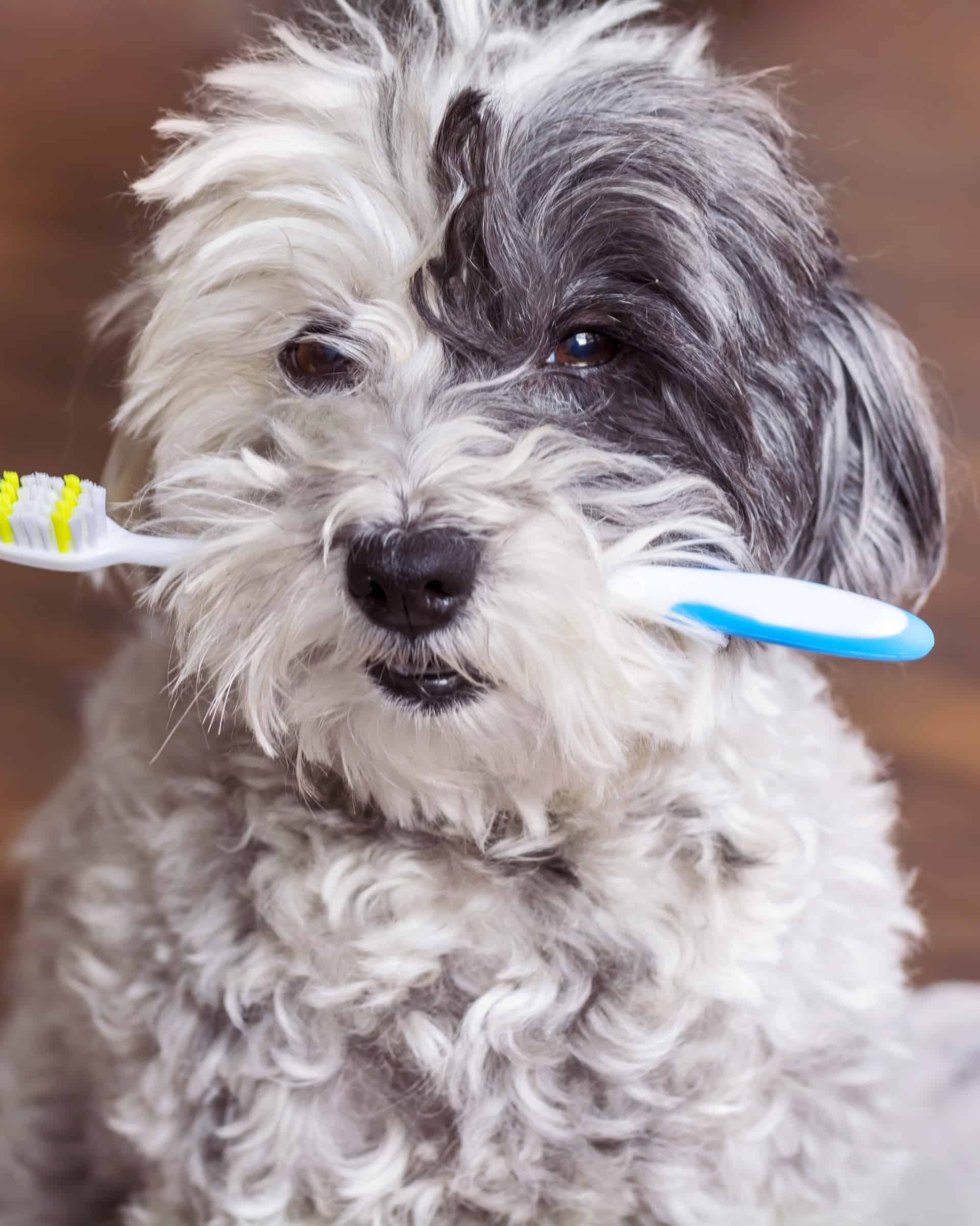 35 Poodle Colors & Markings Explained! - Happy Dog Breeds