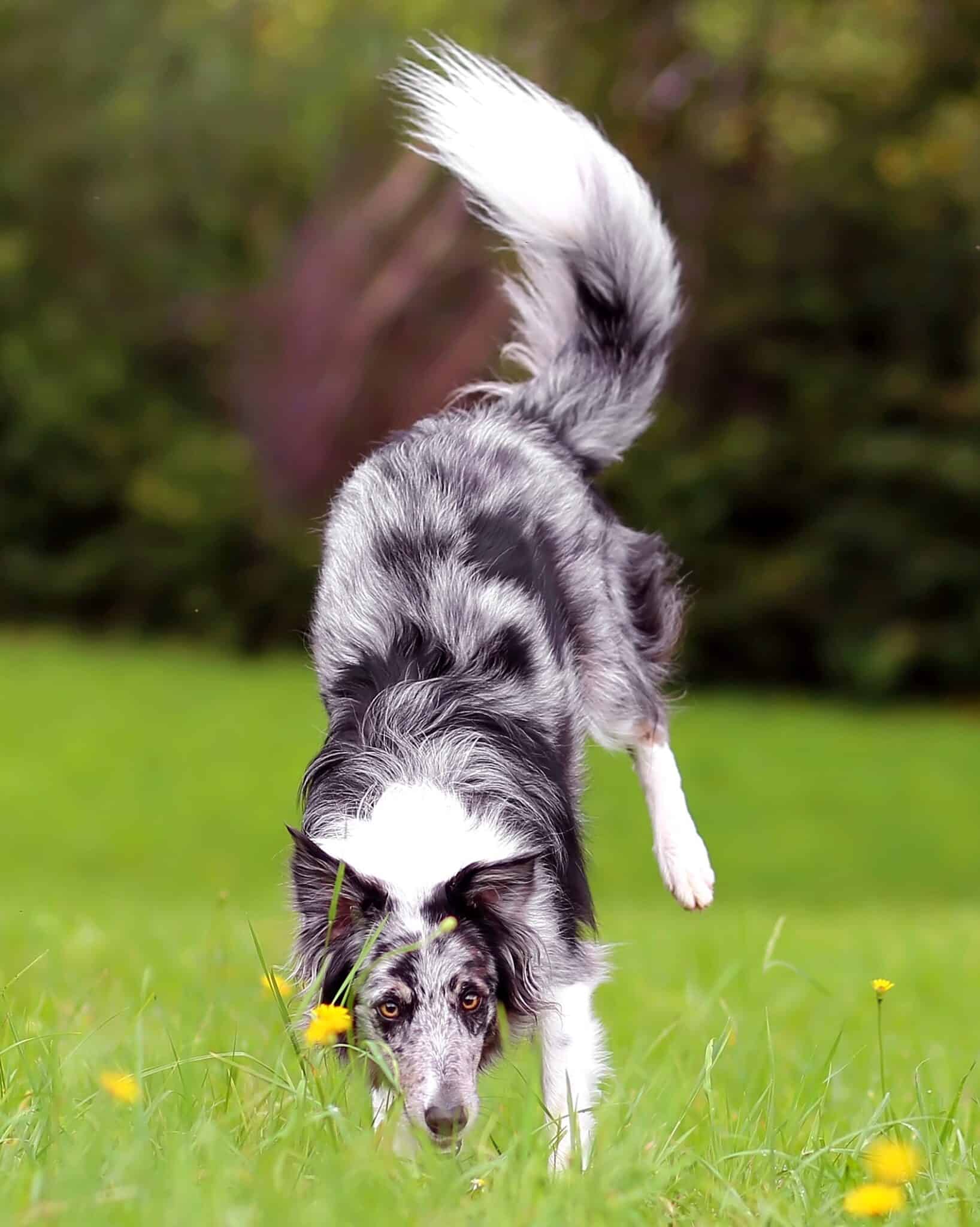 20 Border Collie Colors & Markings Explained!
