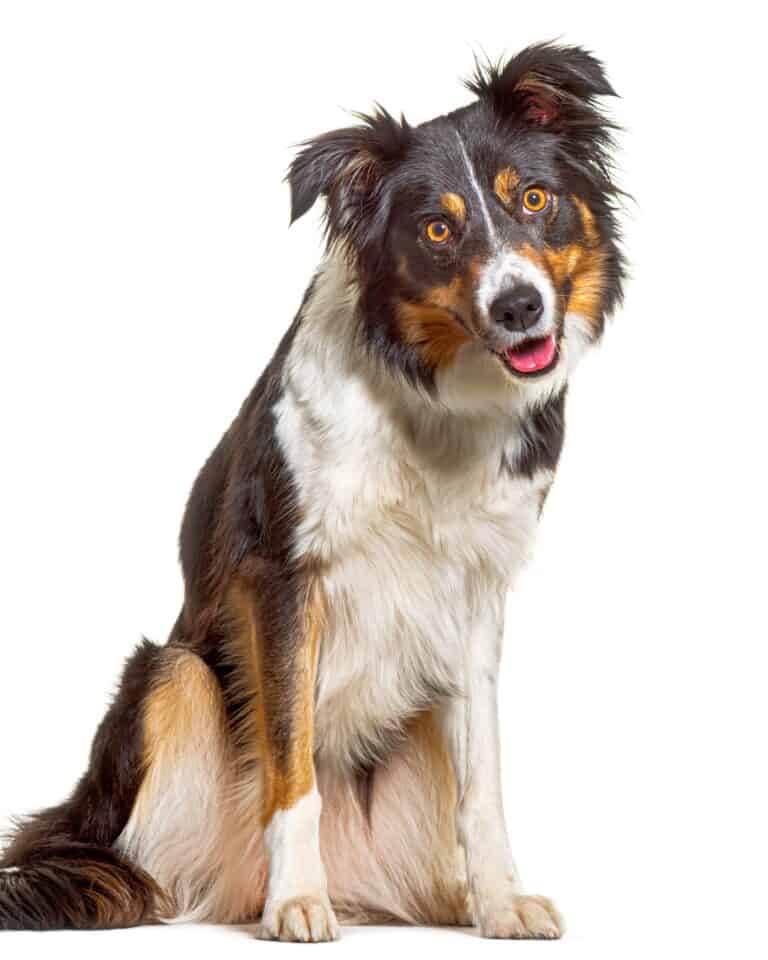 20 Border Collie Colors & Markings Explained!