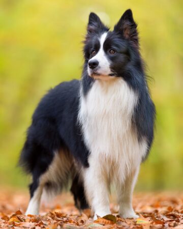20 Border Collie Colors & Markings Explained!