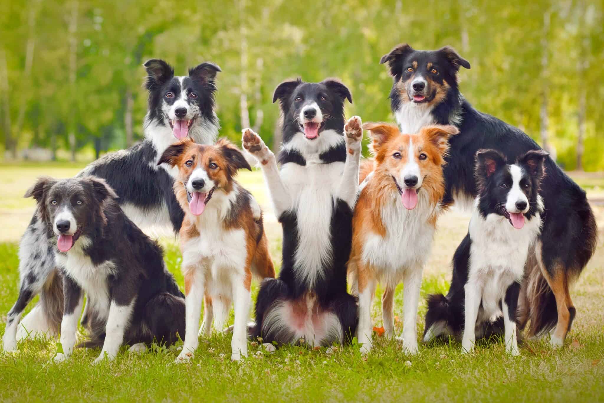 20 Border Collie Colors & Markings Explained!