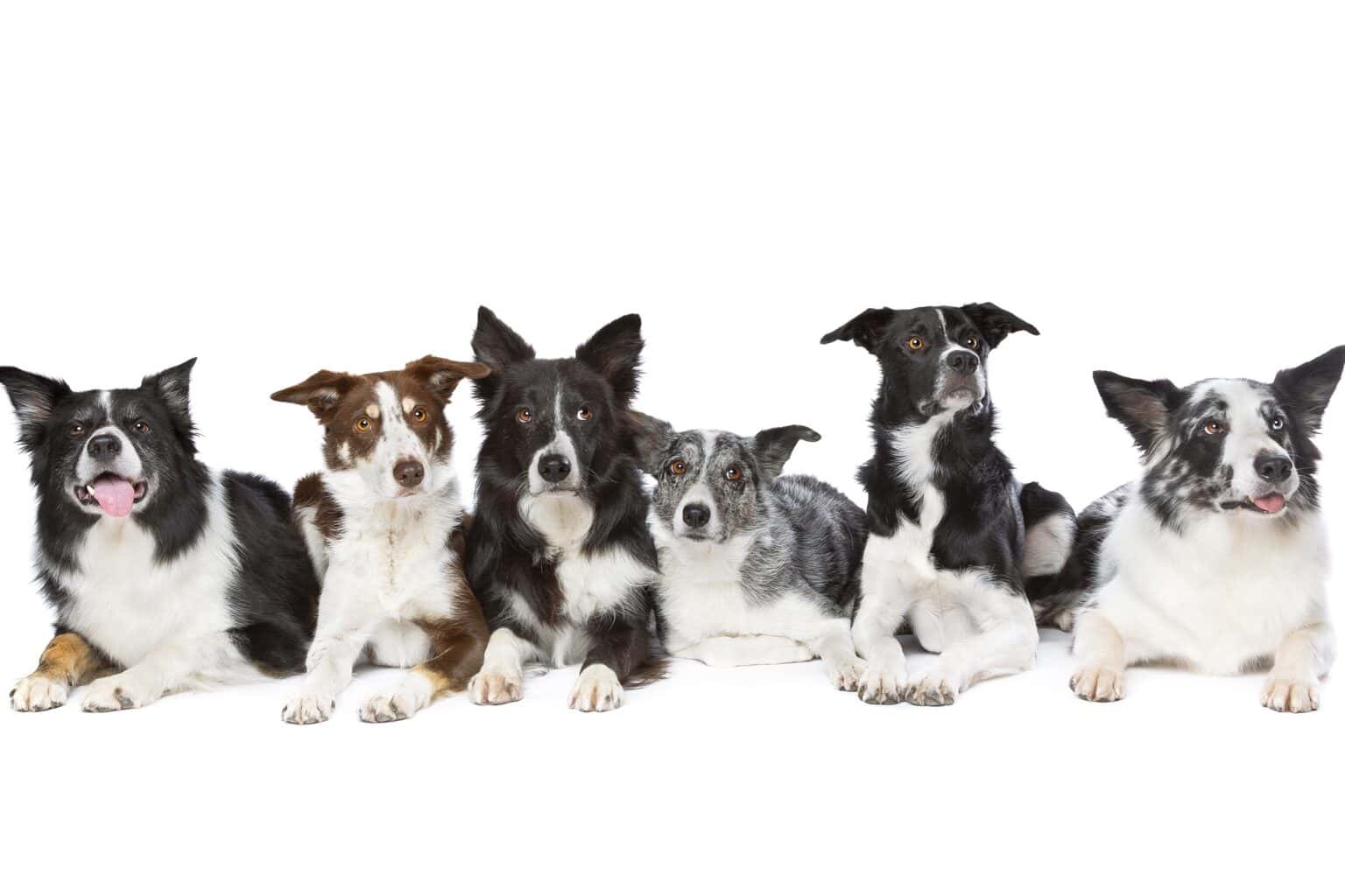 20 Border Collie Colors & Markings Explained!