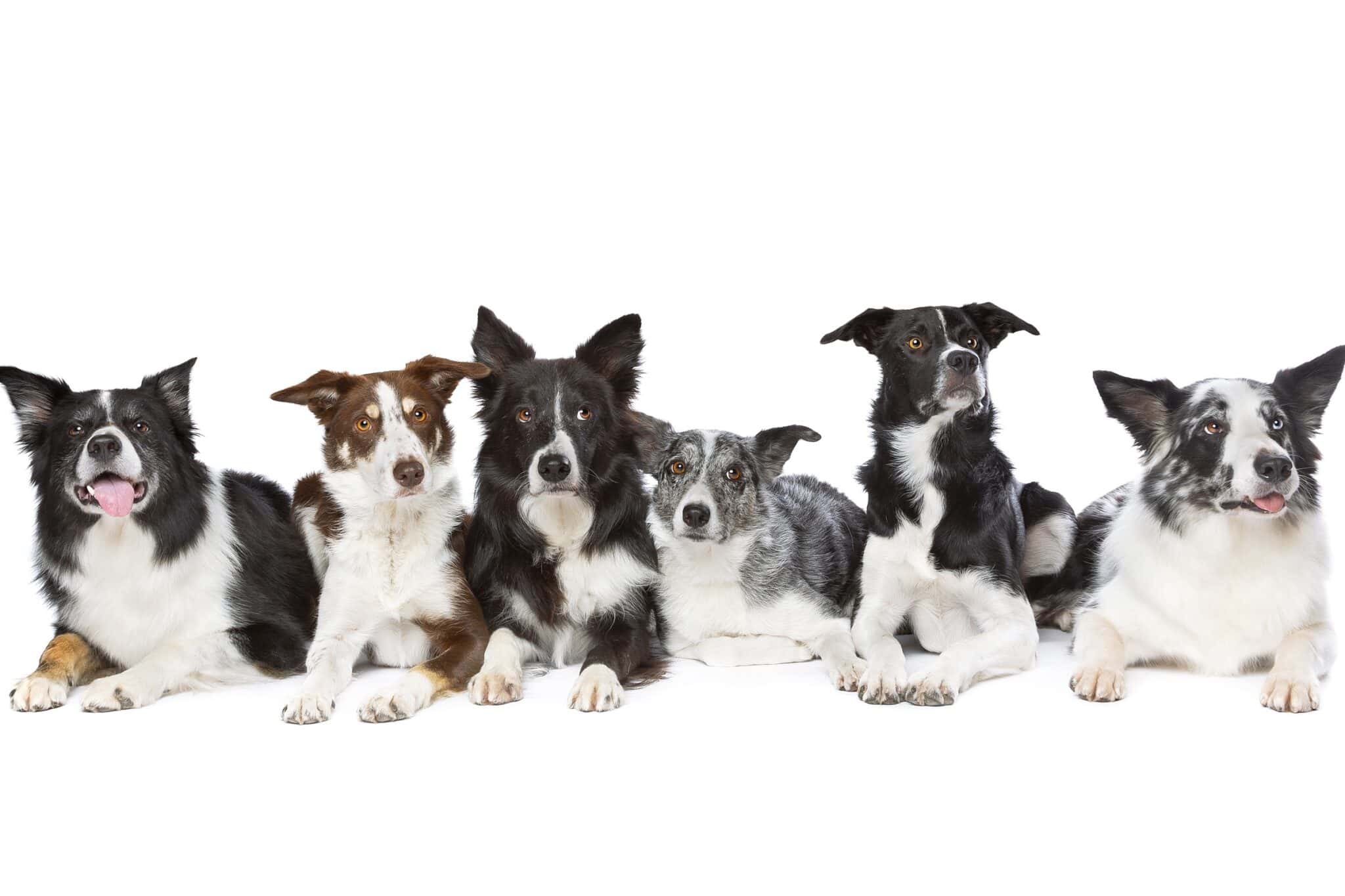 20 Border Collie Colors & Markings Explained!