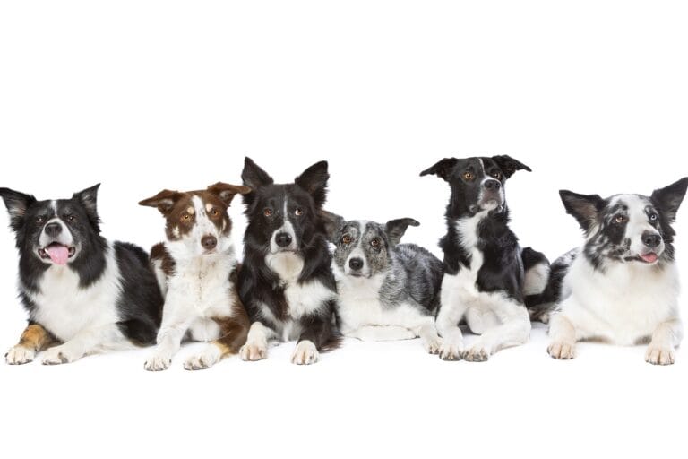 20 Border Collie Colors & Markings Explained!