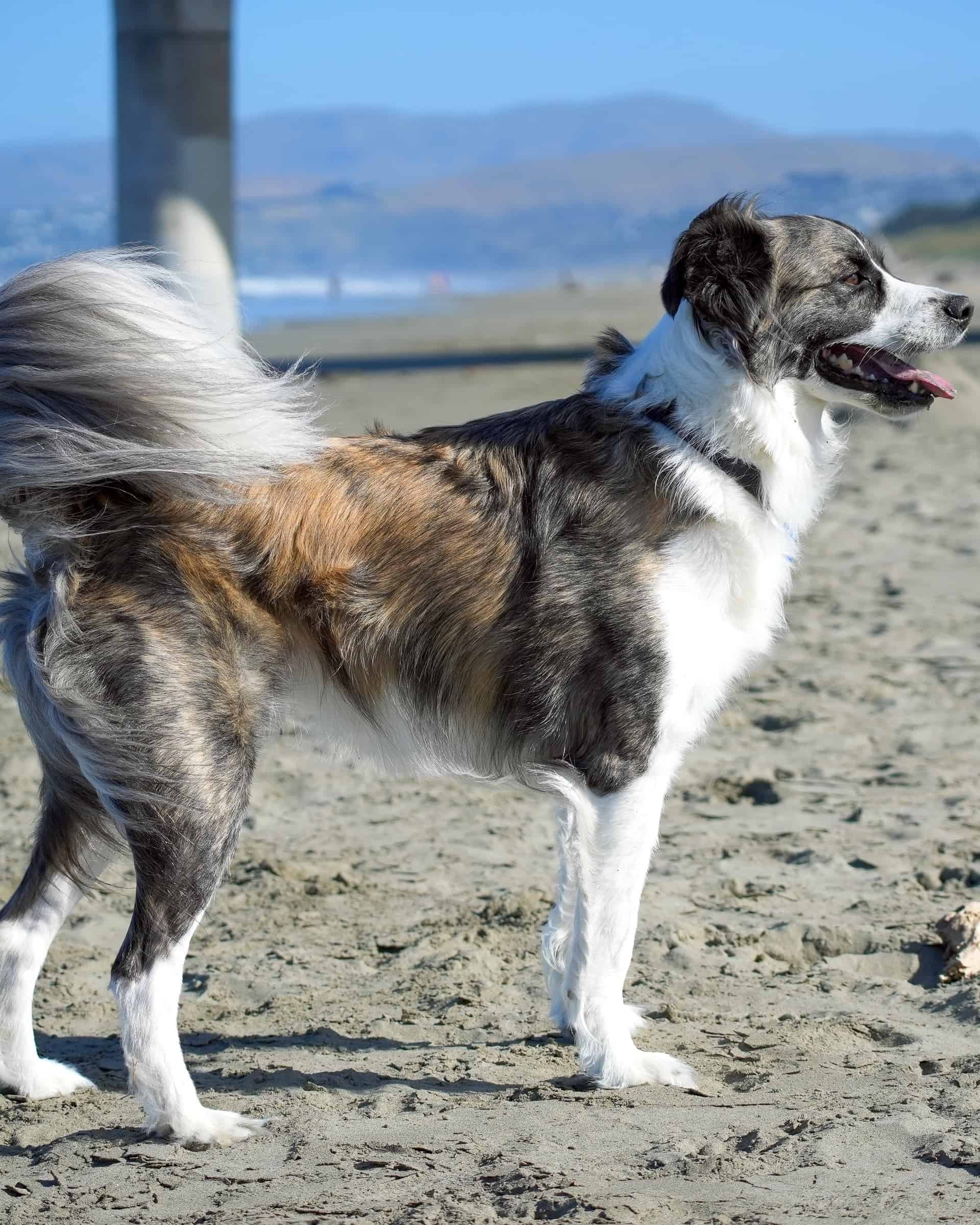 20 Border Collie Colors & Markings Explained!