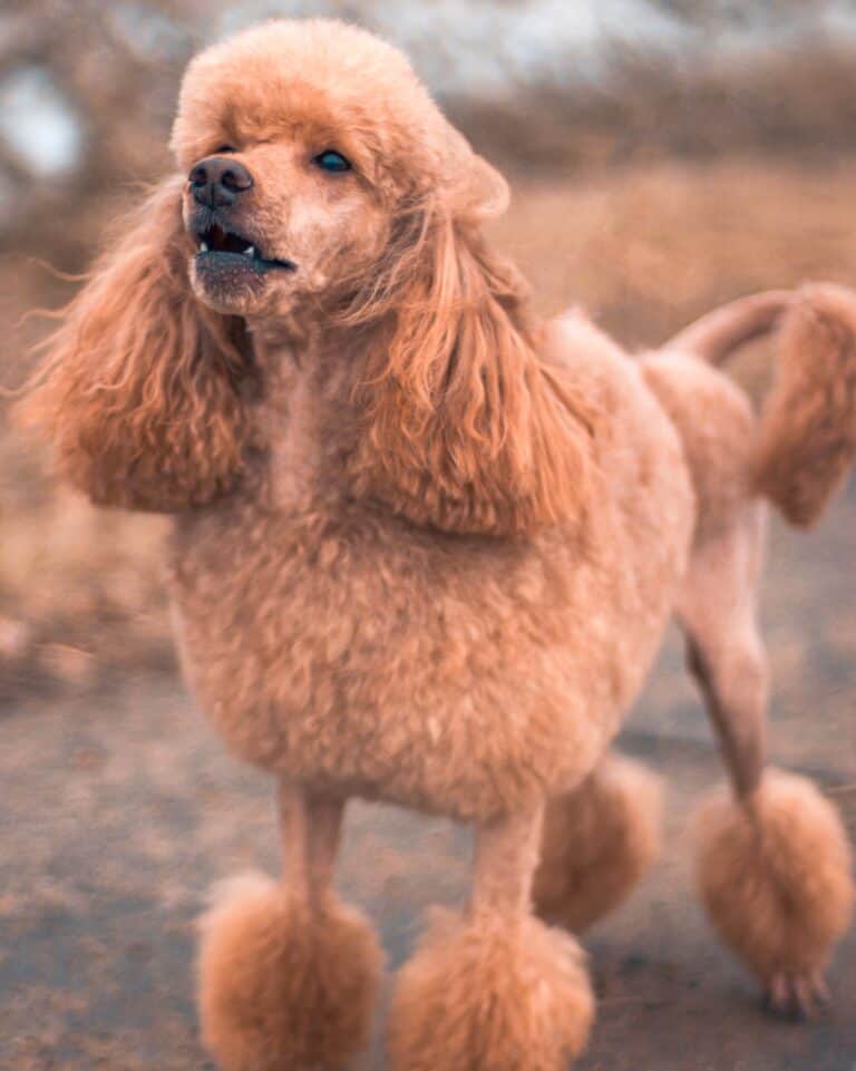 35 Poodle Colors & Markings Explained! - Happy Dog Breeds