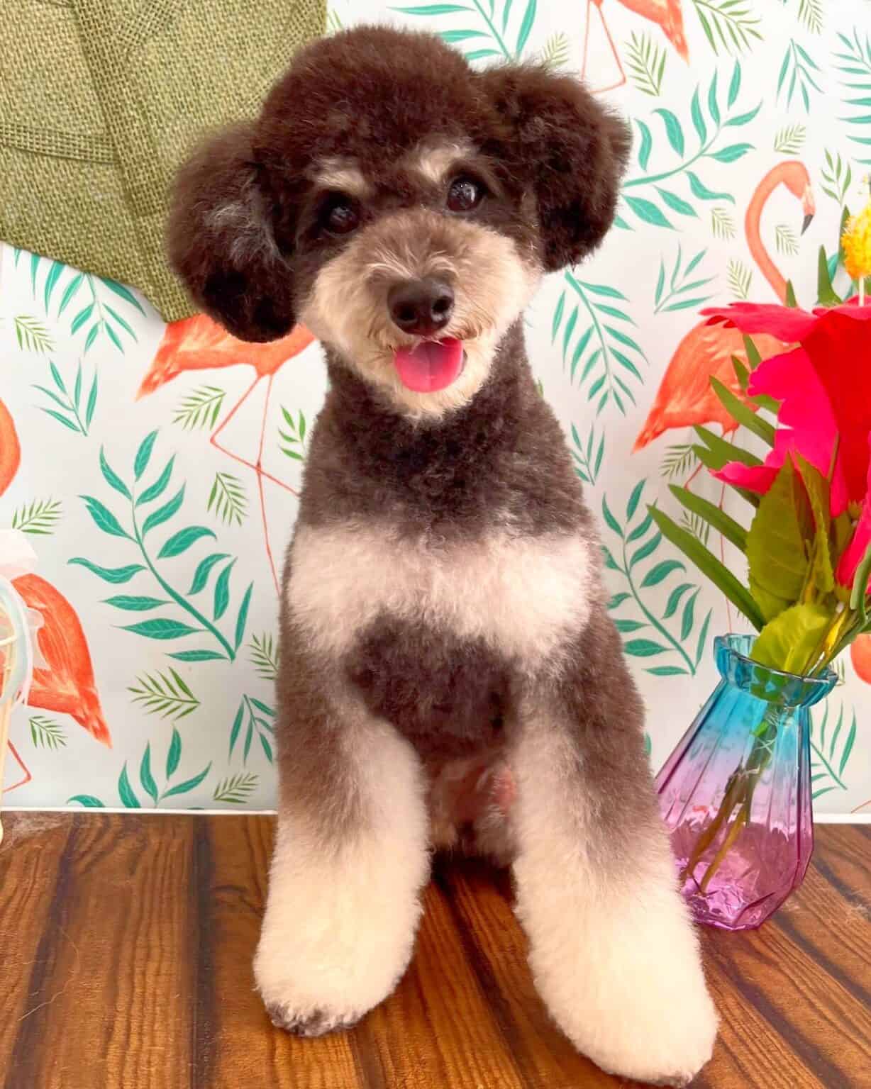 35 Poodle Colors & Markings Explained! - Happy Dog Breeds