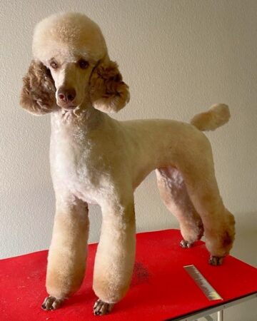 35 Poodle Colors & Markings Explained! - Happy Dog Breeds