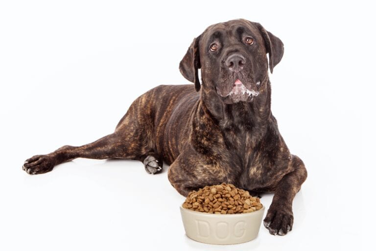 How Much to Feed a Cane Corso (Feeding Chart & Guide)