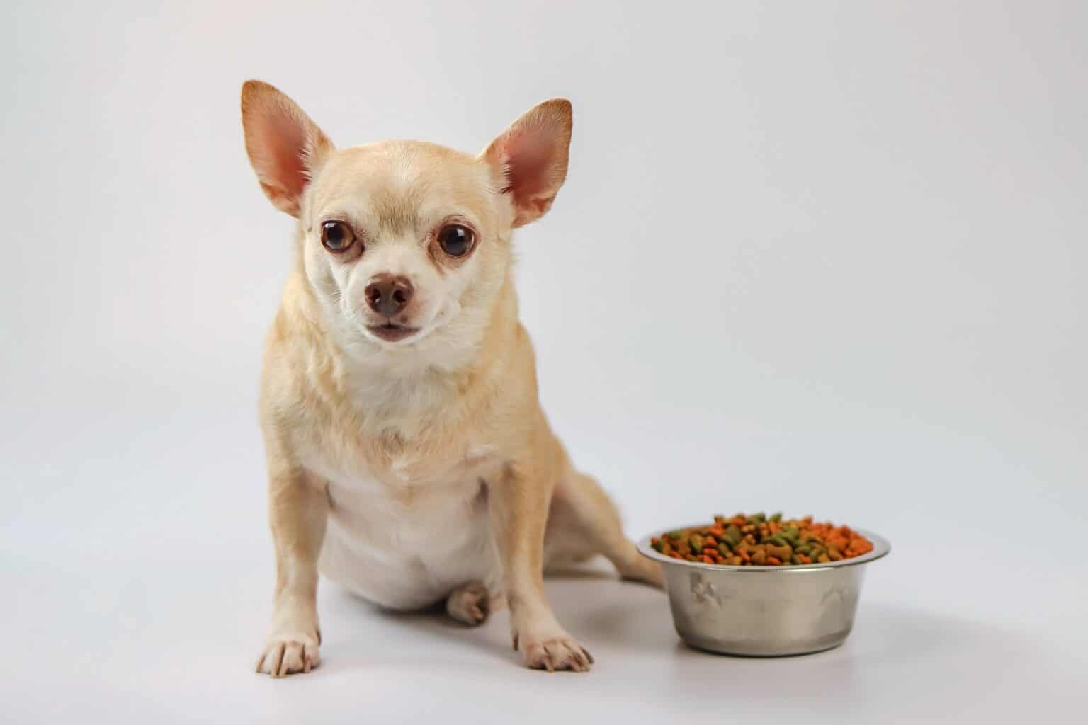 How Much to Feed a Chihuahua (Feeding Chart)