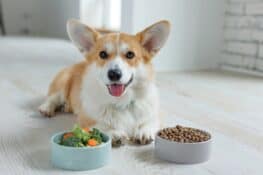 How Much to Feed a Corgi (Feeding Chart & Guide)
