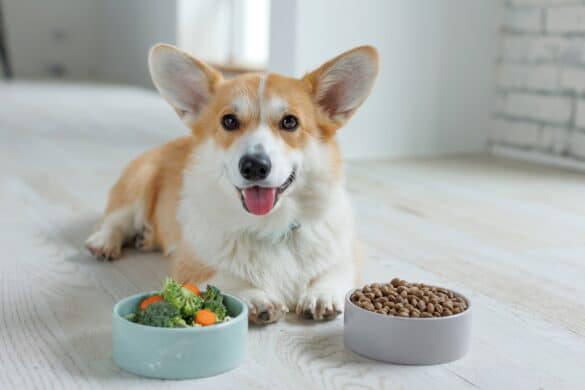 How Much to Feed a Corgi (Feeding Chart & Guide)