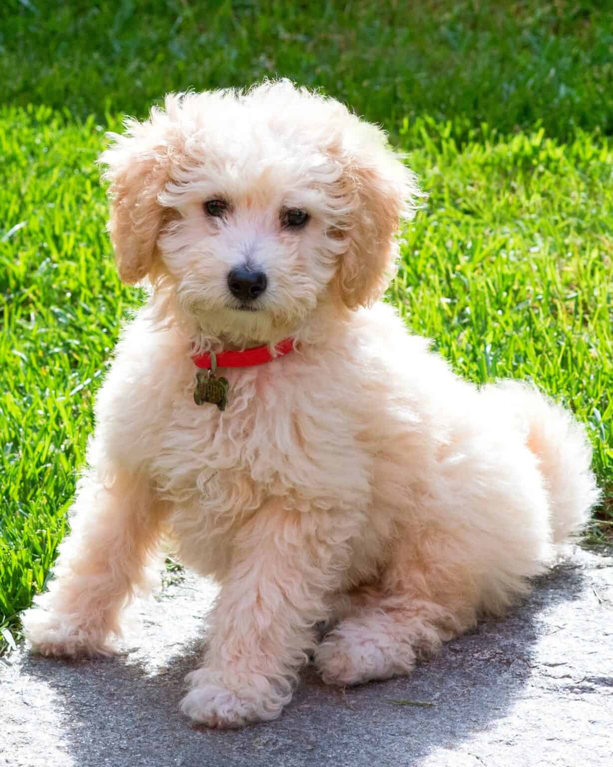 35 Poodle Colors & Markings Explained! - Happy Dog Breeds