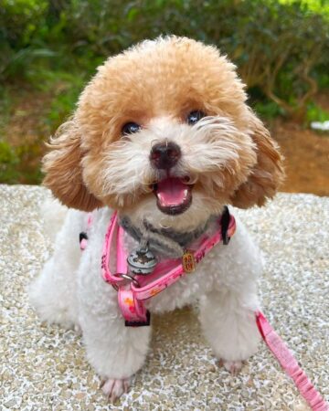 35 Poodle Colors & Markings Explained! - Happy Dog Breeds