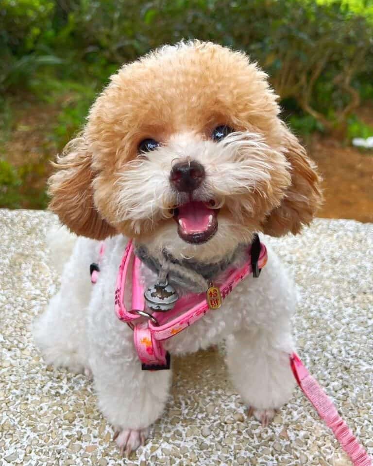 35 Poodle Colors & Markings Explained! - Happy Dog Breeds