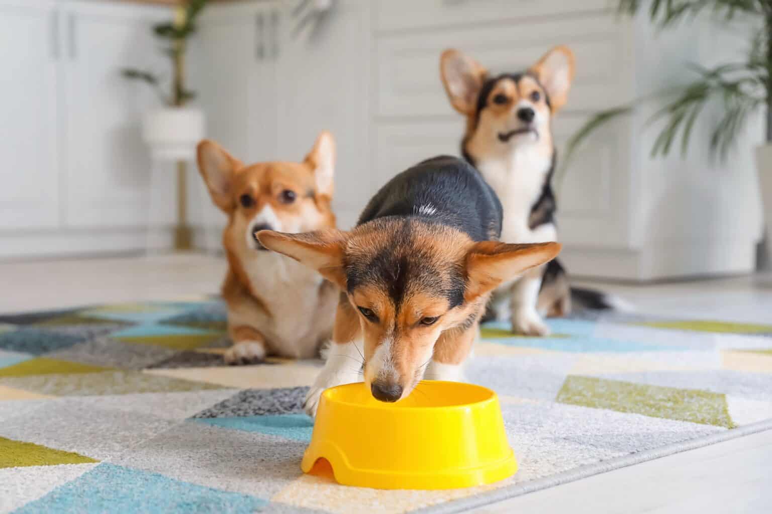 How Much to Feed a Corgi (Feeding Chart & Guide)