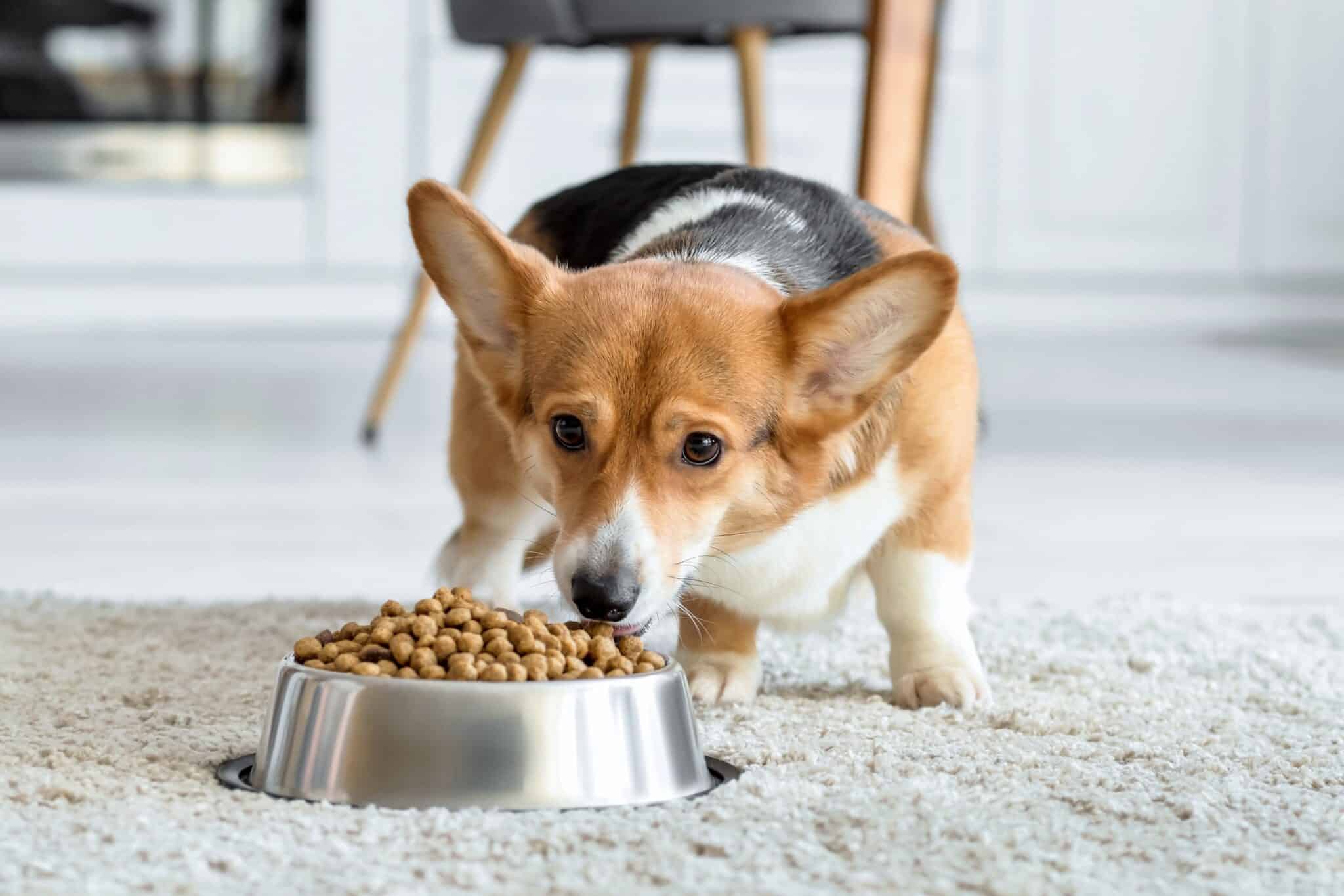 How Much to Feed a Corgi (Feeding Chart & Guide)