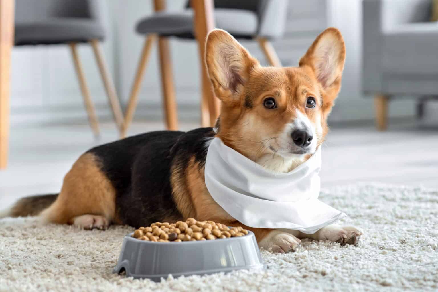 How Much to Feed a Corgi (Feeding Chart & Guide)