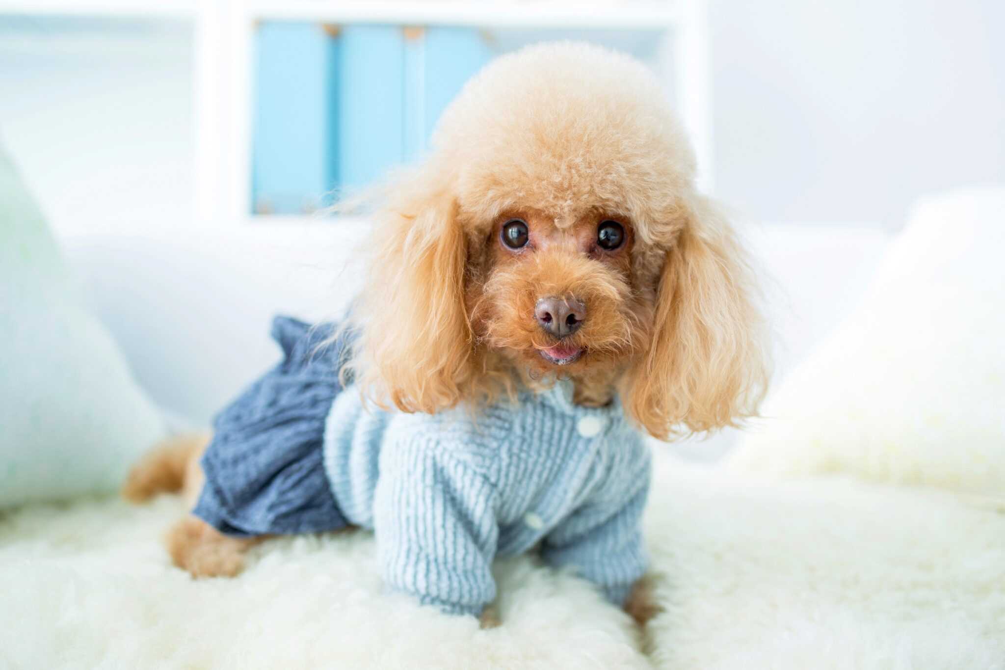 Teddy Bear Poodle: Your Ultimate Guide