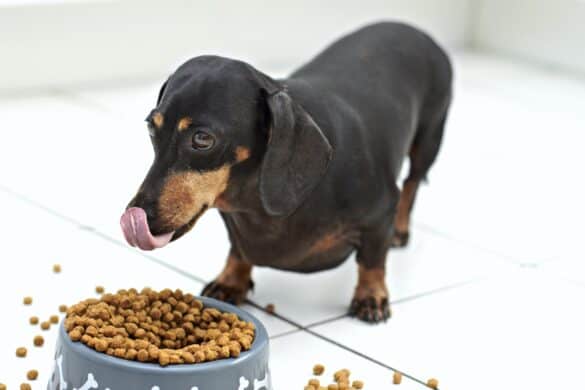 How Much to Feed a Dachshund (Feeding Chart & Guide)