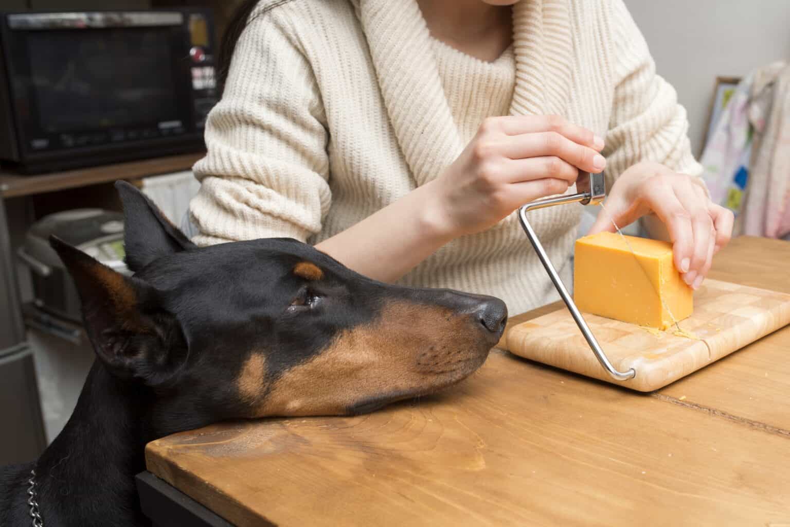 How Much to Feed a Doberman (Feeding Chart & Guide)