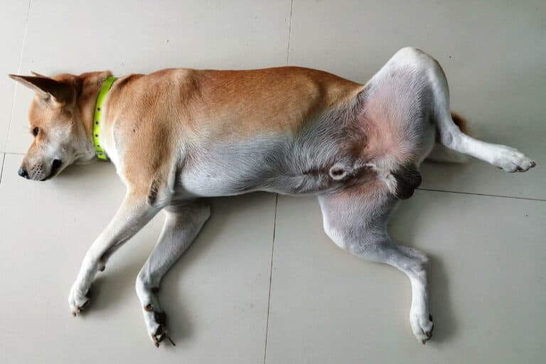 Dog Smegma: Causes & How to Get Rid of It