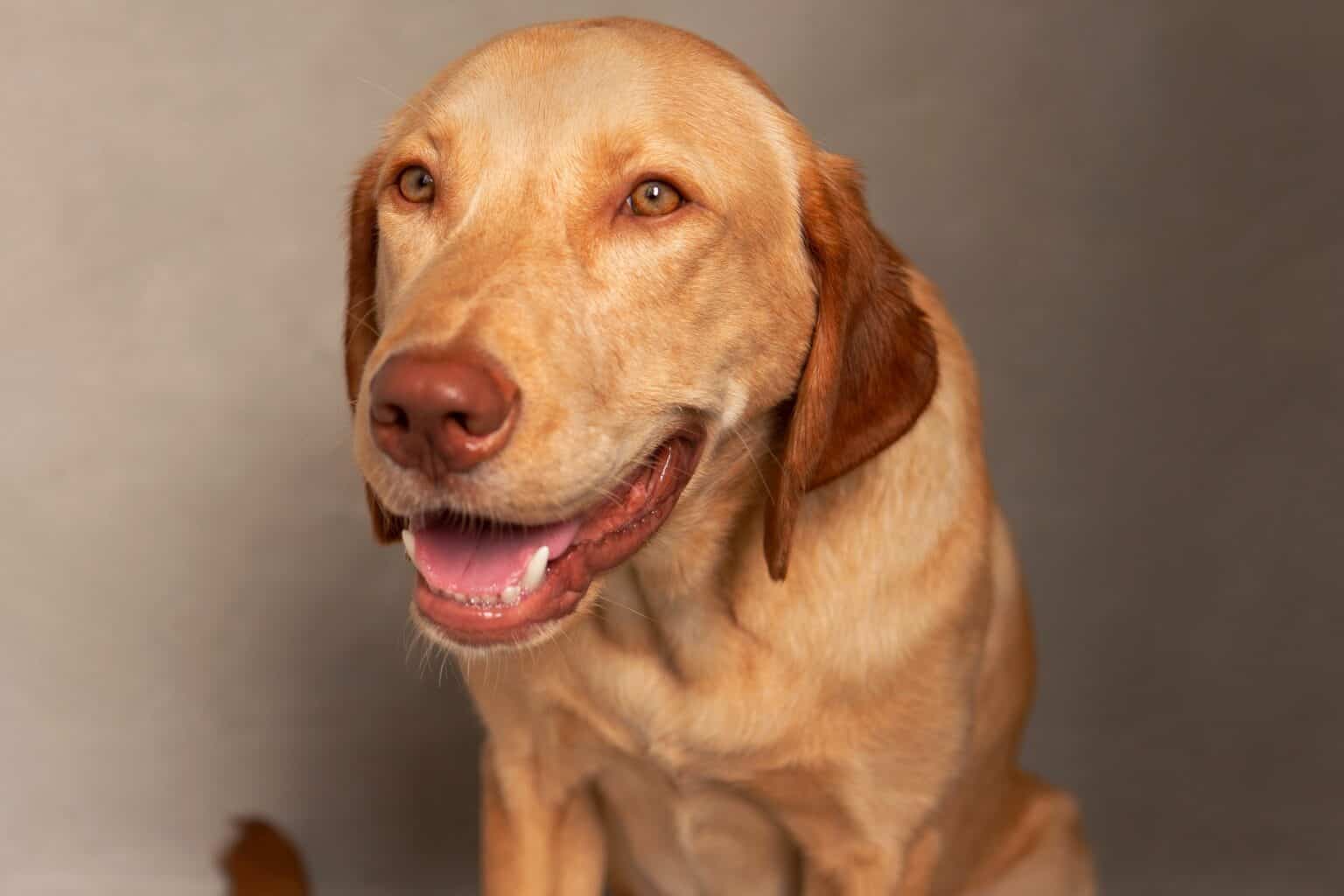 Dudley Lab: Facts About the Pink Nose Labrador