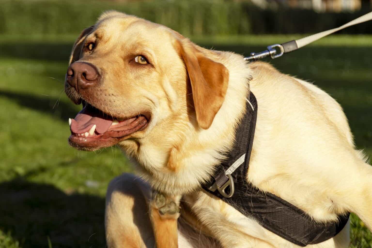 Dudley Lab: Facts About the Pink Nose Labrador