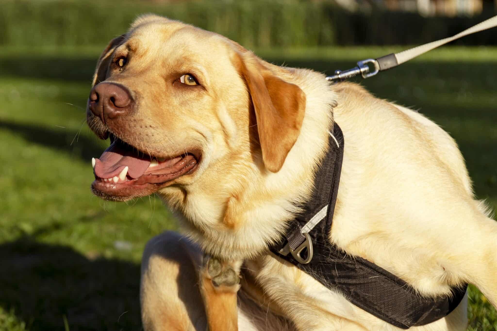 Dudley Lab: Facts About the Pink Nose Labrador