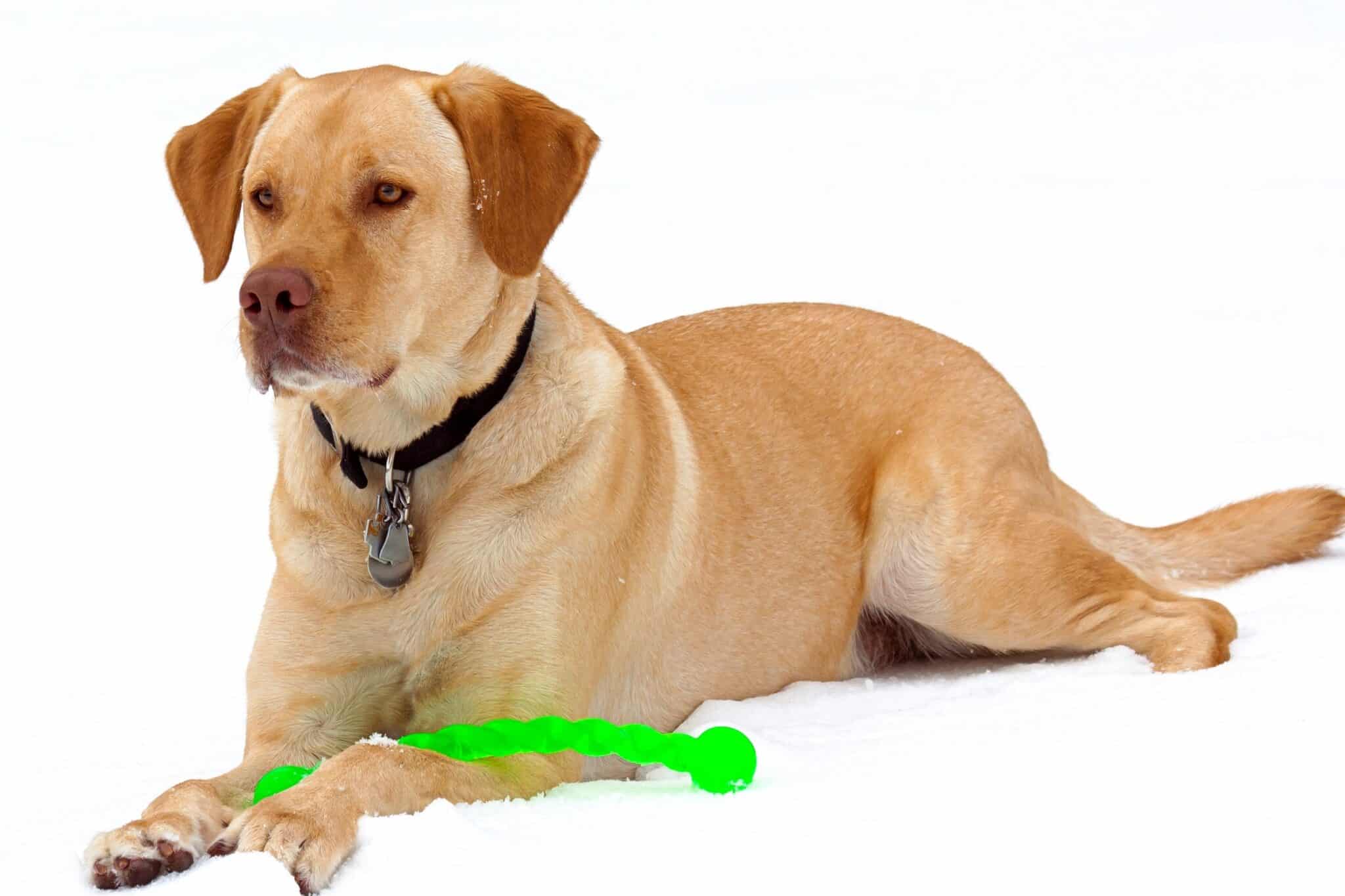 Dudley Lab: Facts About the Pink Nose Labrador