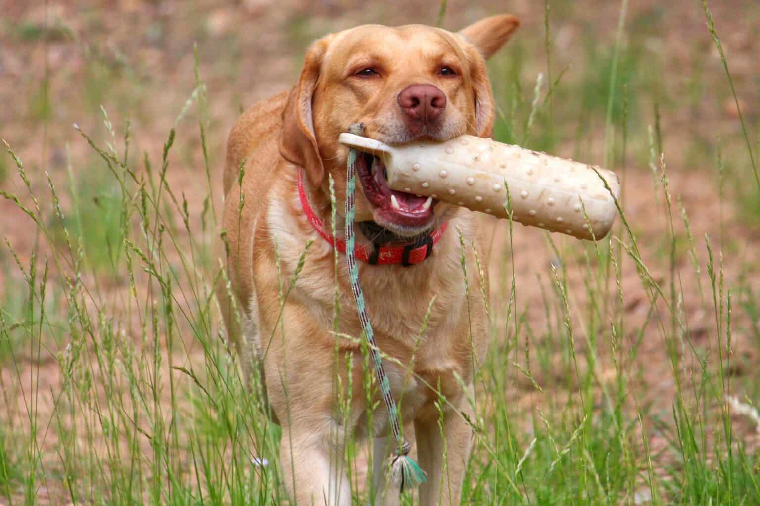 Dudley Lab: Facts About the Pink Nose Labrador