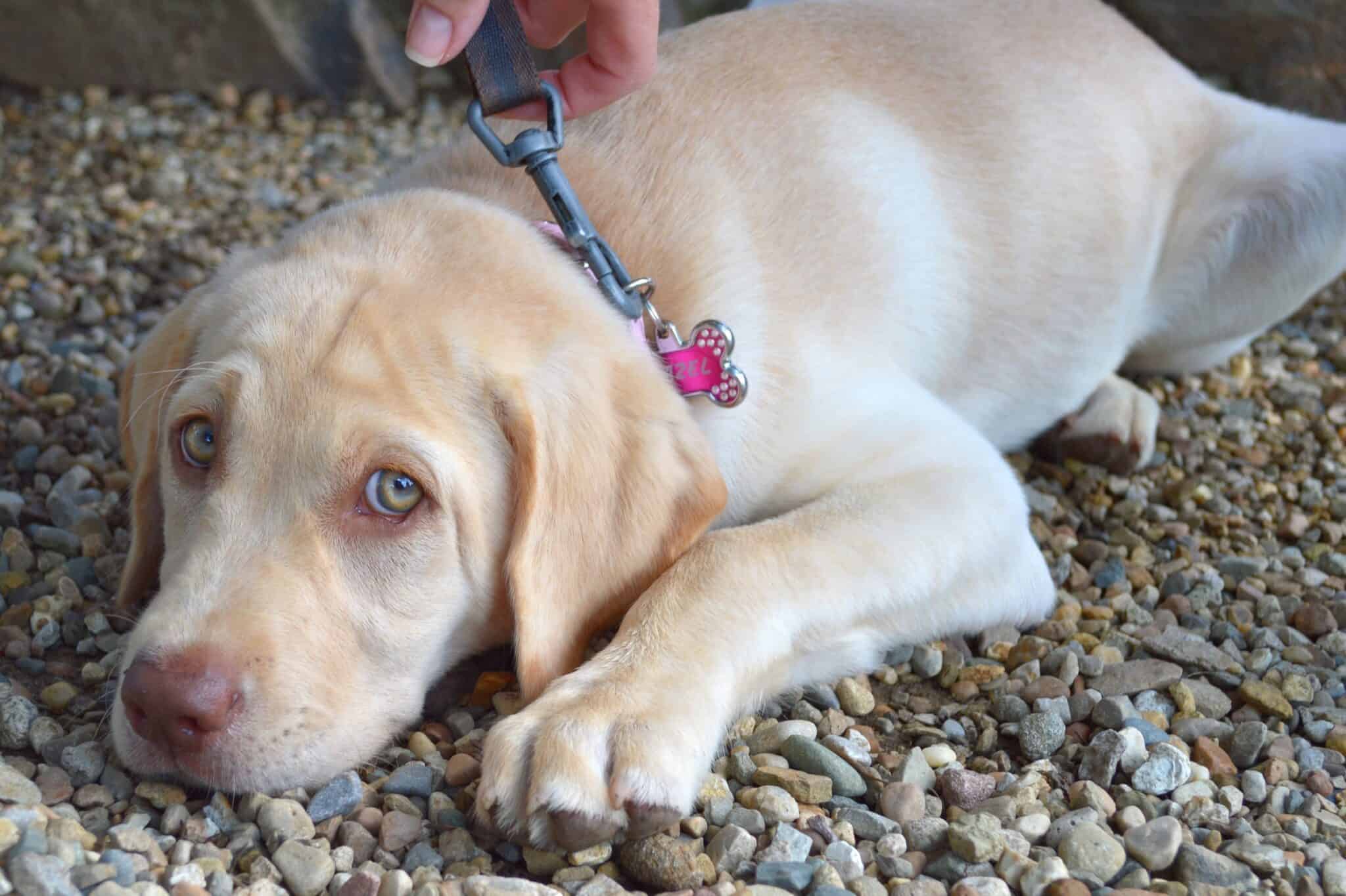Dudley Lab: Facts About the Pink Nose Labrador