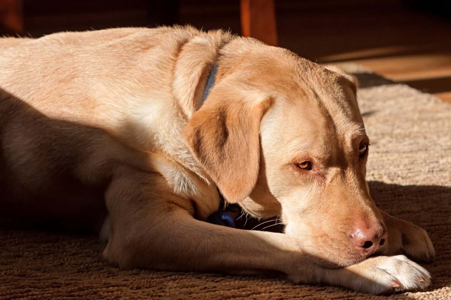 Dudley Lab: Facts About the Pink Nose Labrador