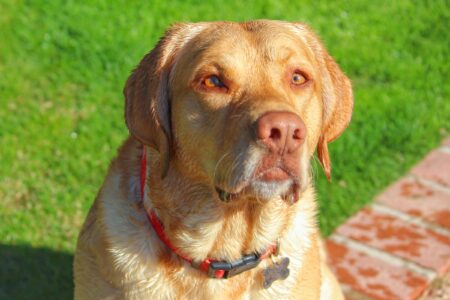Dudley Lab: Facts About the Pink Nose Labrador