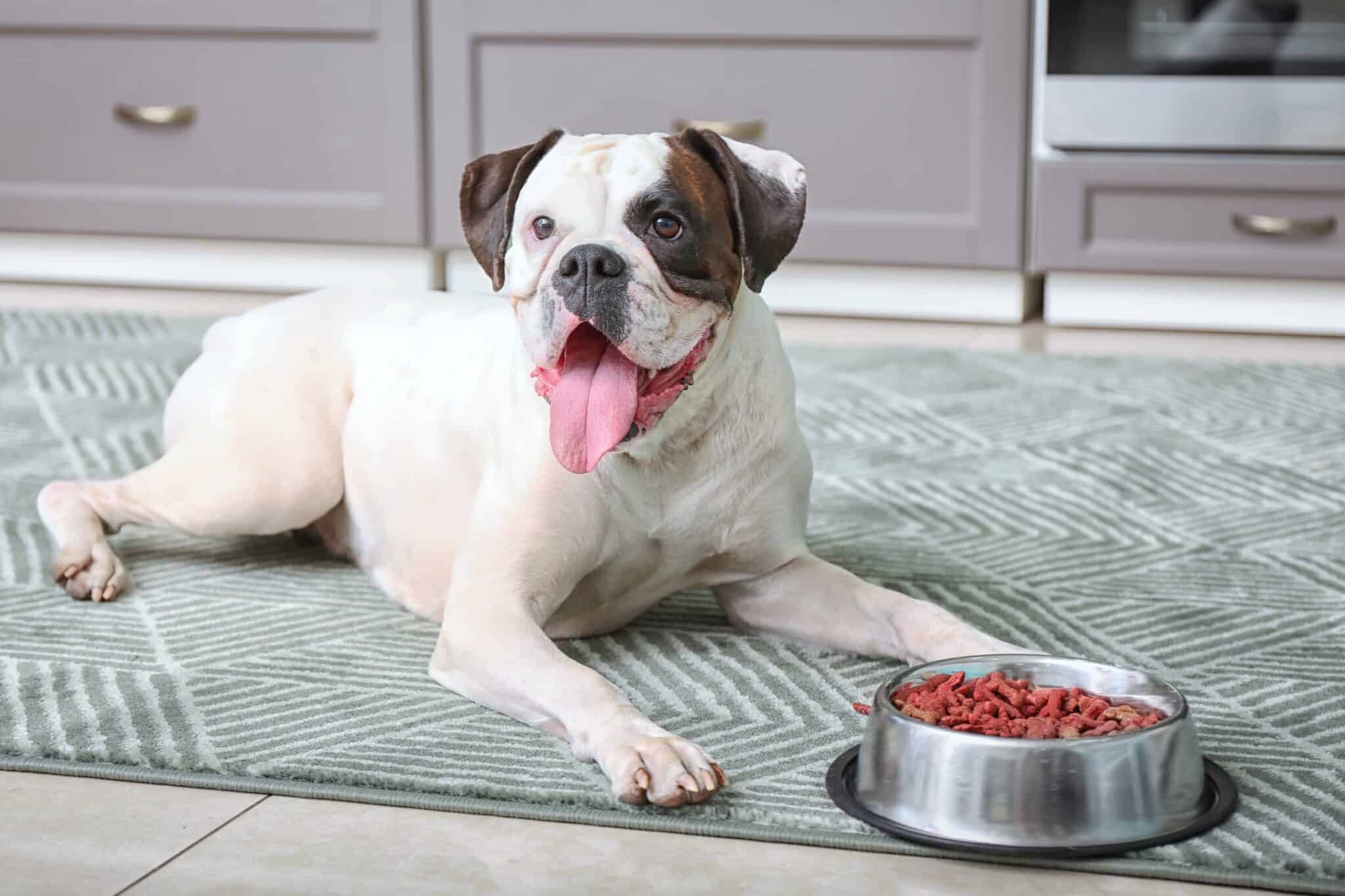 How Much to Feed a Boxer Dog (Feeding Chart)
