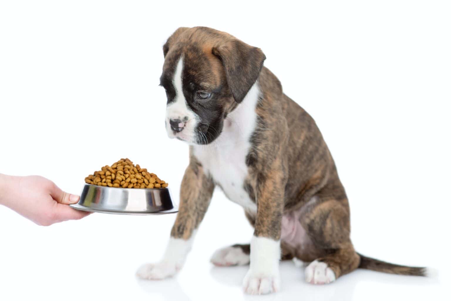How Much to Feed a Boxer Dog (Feeding Chart)