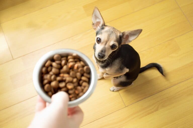 How Much to Feed a Chihuahua (Feeding Chart)